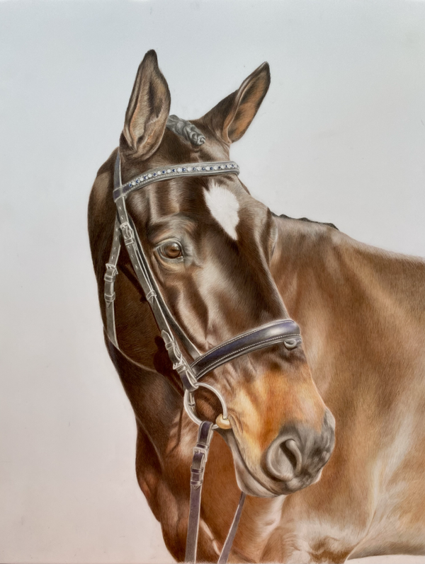 Equine portrait