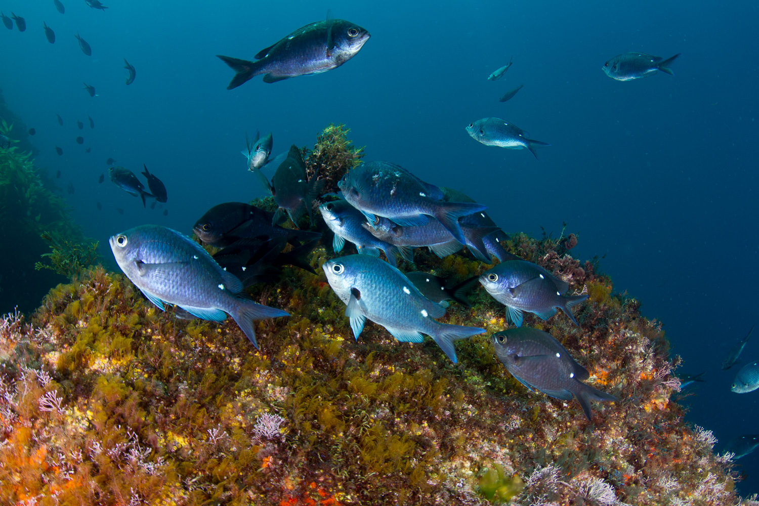 Underwater Scenery